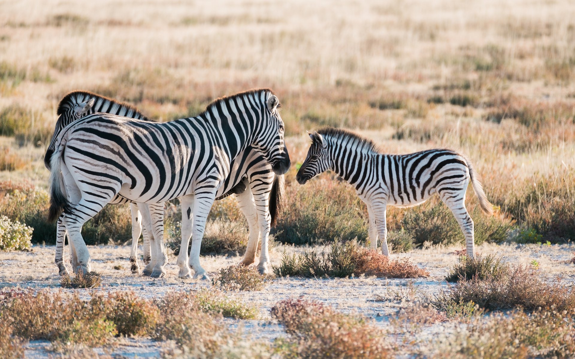 Onguma Nature Reserve: Highlights, Trip Builder & More | Viatu Travel