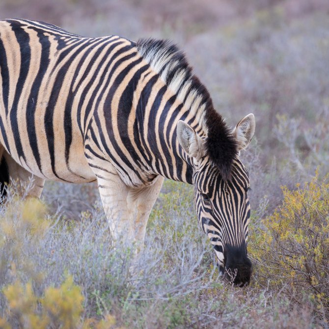 Klein Karoo Game Reserves: Highlights, Trip Builder & More | Viatu Travel