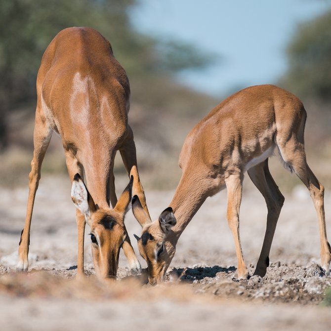 Onguma Nature Reserve: Highlights, Trip Builder & More | Viatu Travel