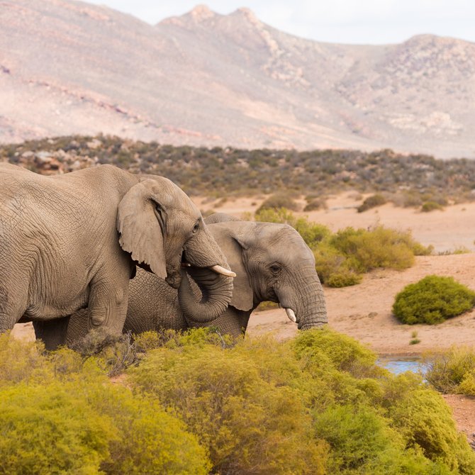 Klein Karoo Game Reserves: Highlights, Trip Builder & More | Viatu Travel